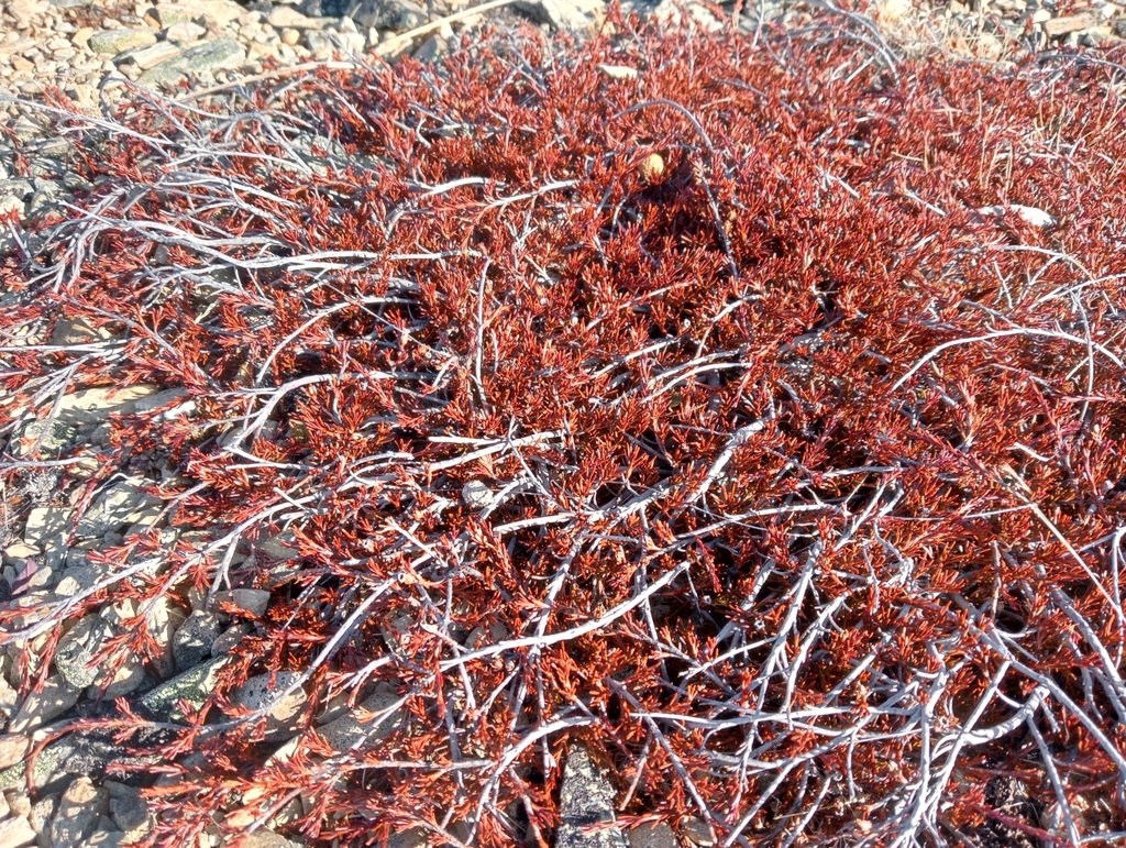 Dracophyllum pronum from 7999, New Zealand on July 14, 2023 at 12:39 PM ...