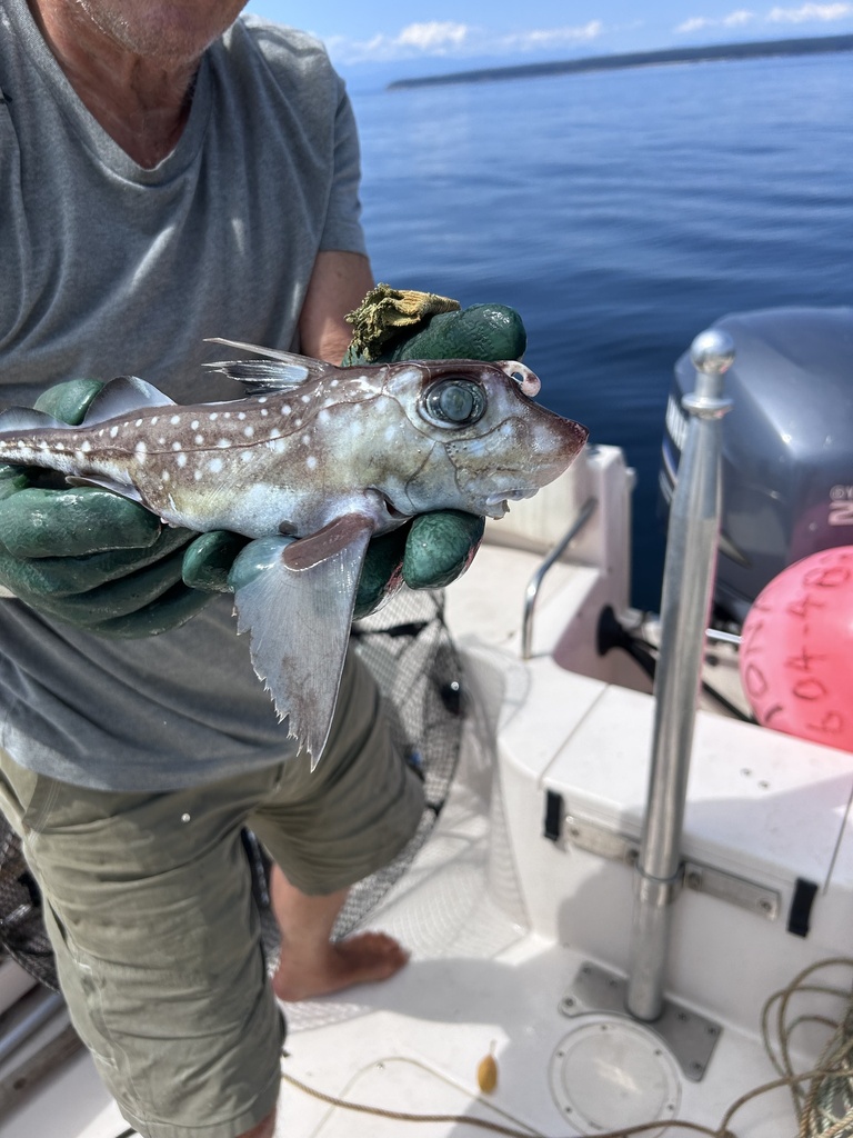 Spotted Ratfish from North Pacific Ocean, BC, CA on July 13, 2023 at 12 ...