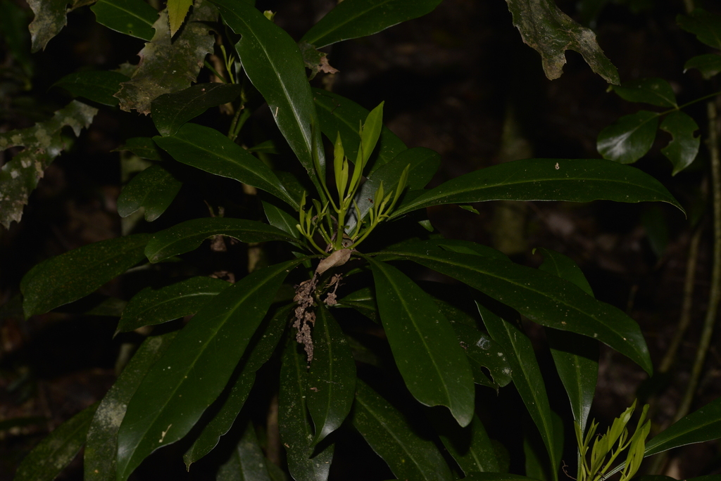 saffron heart from Border Ranges NSW 2474, Australia on September 28 ...