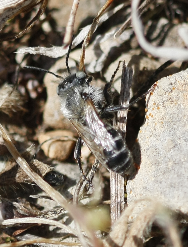 Small Mason Bees from Attica, Greece on April 11, 2023 at 10:26 AM by ...
