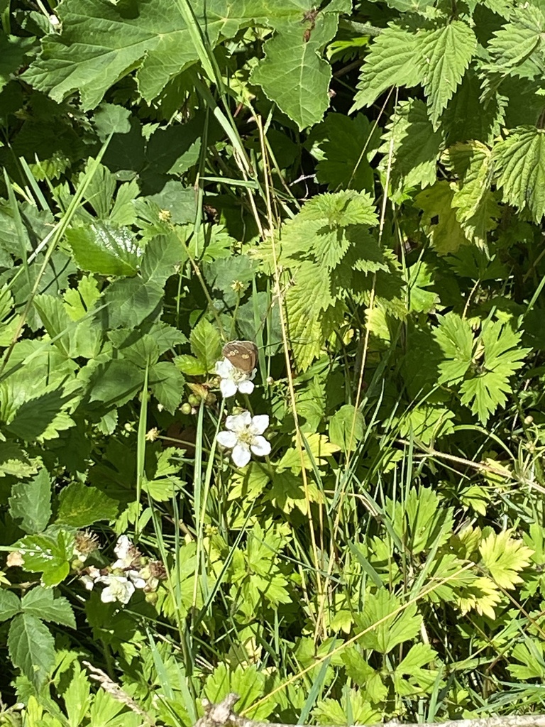 Ringlet from Somerset, England, GB on July 13, 2023 at 01:03 PM by ...
