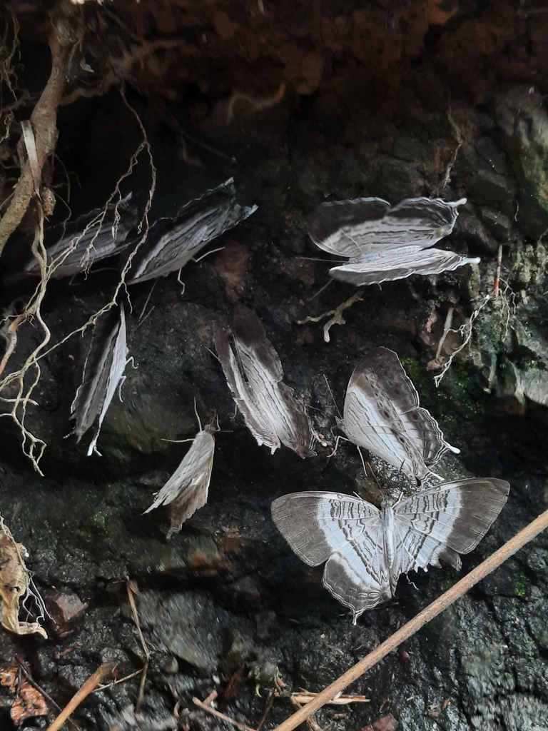 Cyrestis paulinus from Bolano Lambunu on July 12, 2023 at 02:49 PM by ...