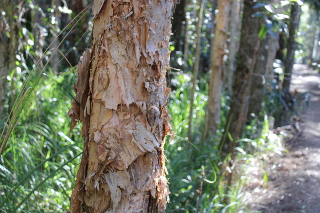 Broad-leaved paperbark from Wallis Lake NSW 2428, Australia on July 14 ...