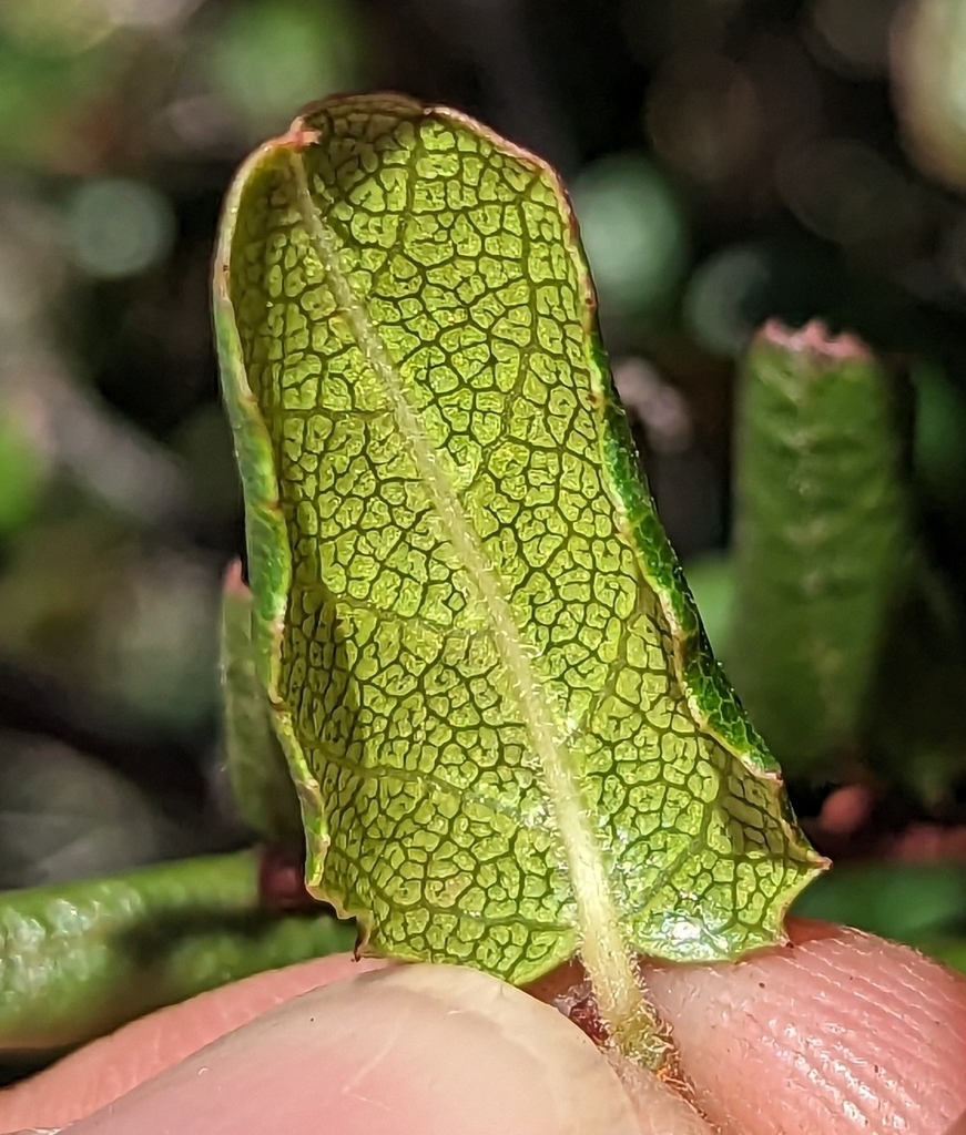Hairyleaf Redberry from Rancho Bernardo, San Diego, CA, USA on July 12 ...