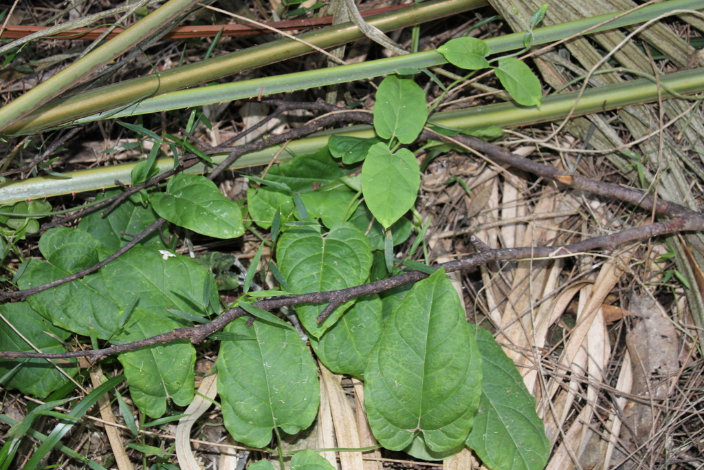 Hairy Silkpod from Wallis Lake NSW 2428, Australia on July 14, 2023 at 01:10 PM by Dr Pamela ...