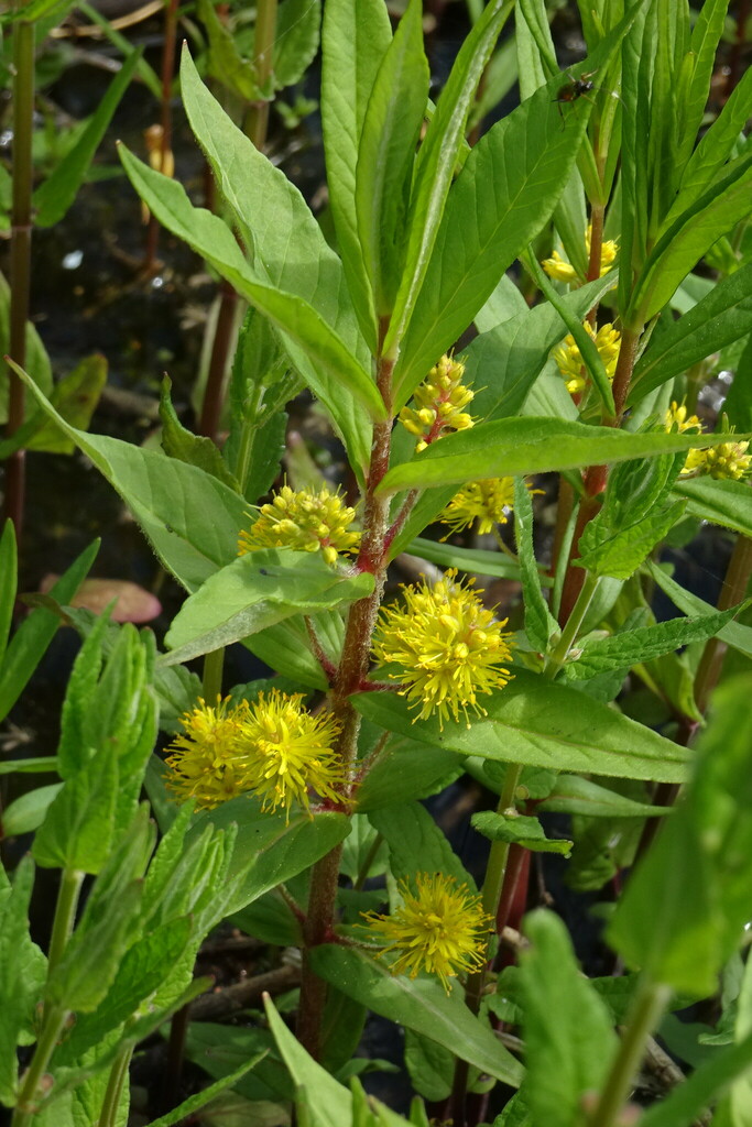 Tufted Loosestrife from Баргузинский р-н, Респ. Бурятия, Россия on June 30, 2023 at 06:42 AM by ...