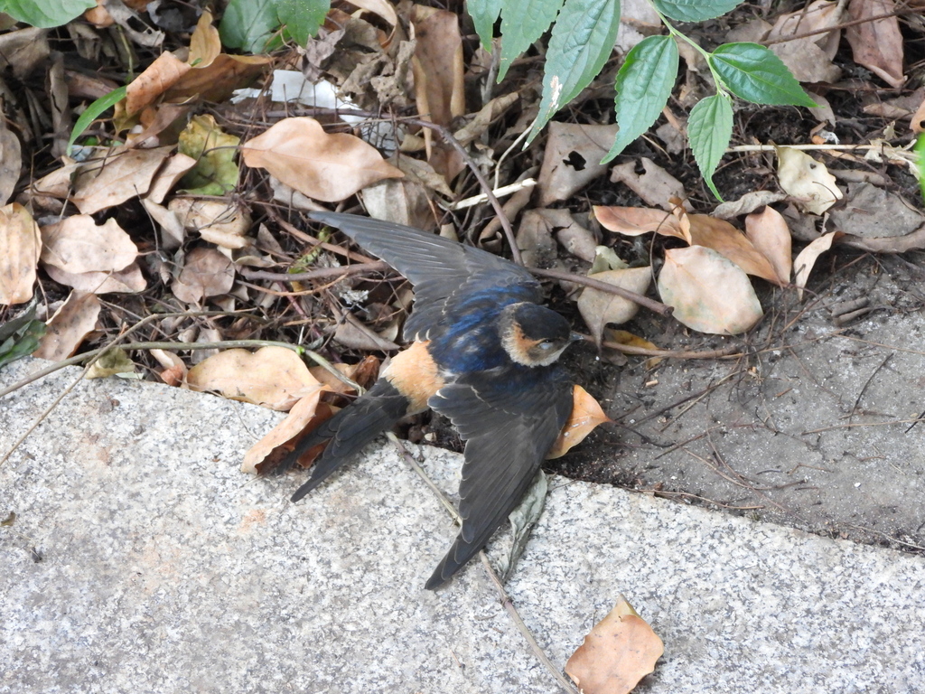 Red-rumped Swallow from Base Yuelu on July 13, 2023 at 06:12 PM by D.A ...