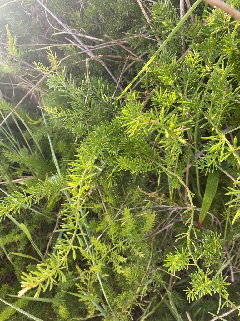 African Asparagus from Cape Recife Nature Reserve, Gqeberha, EC, ZA on ...