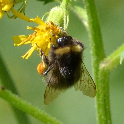 Broken-belted Bumble Bee from 468 12 Bedřichov, Česko on July 9, 2023 ...