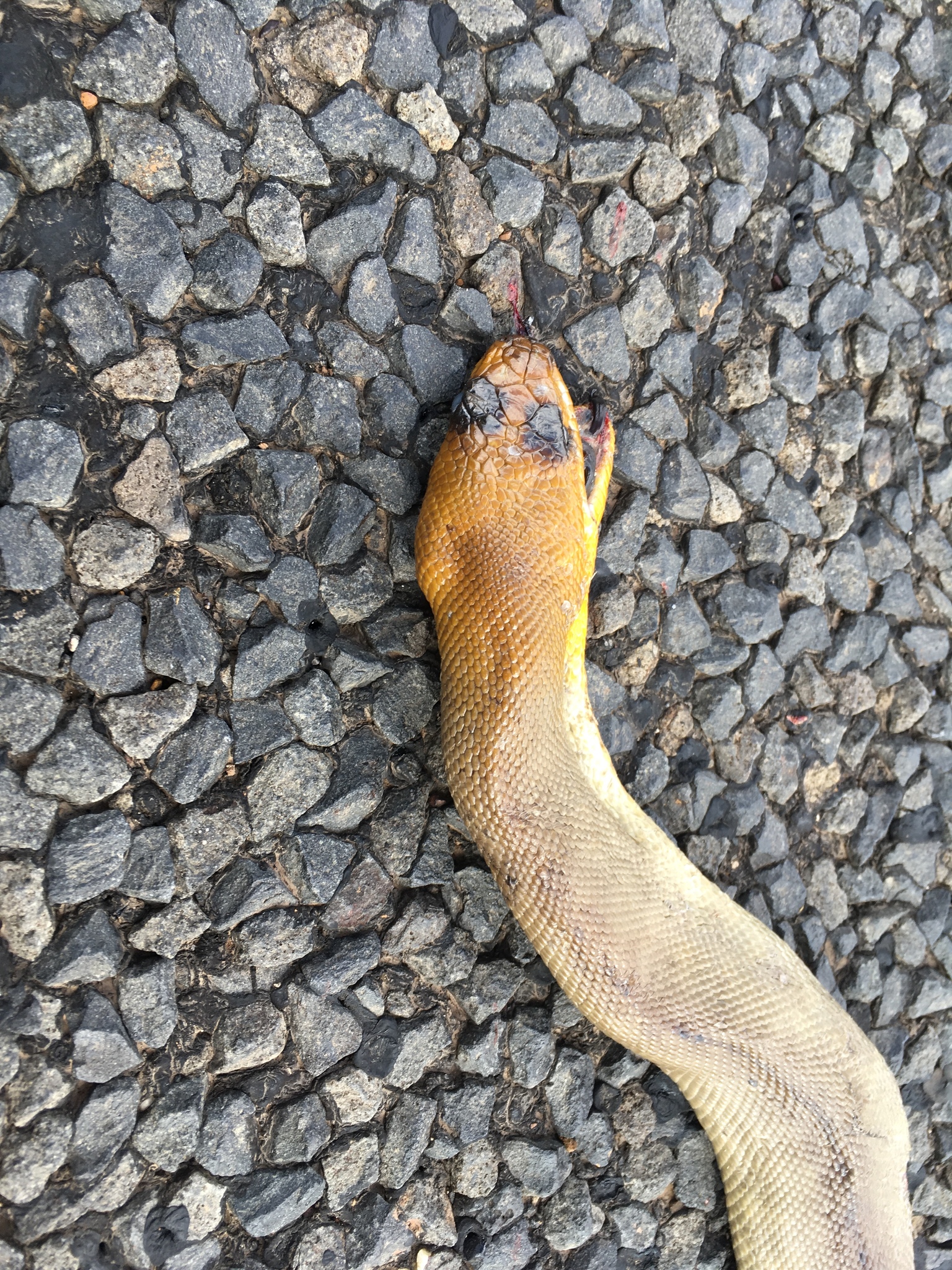 Aspidites ramsayi (Macleay, 1882)