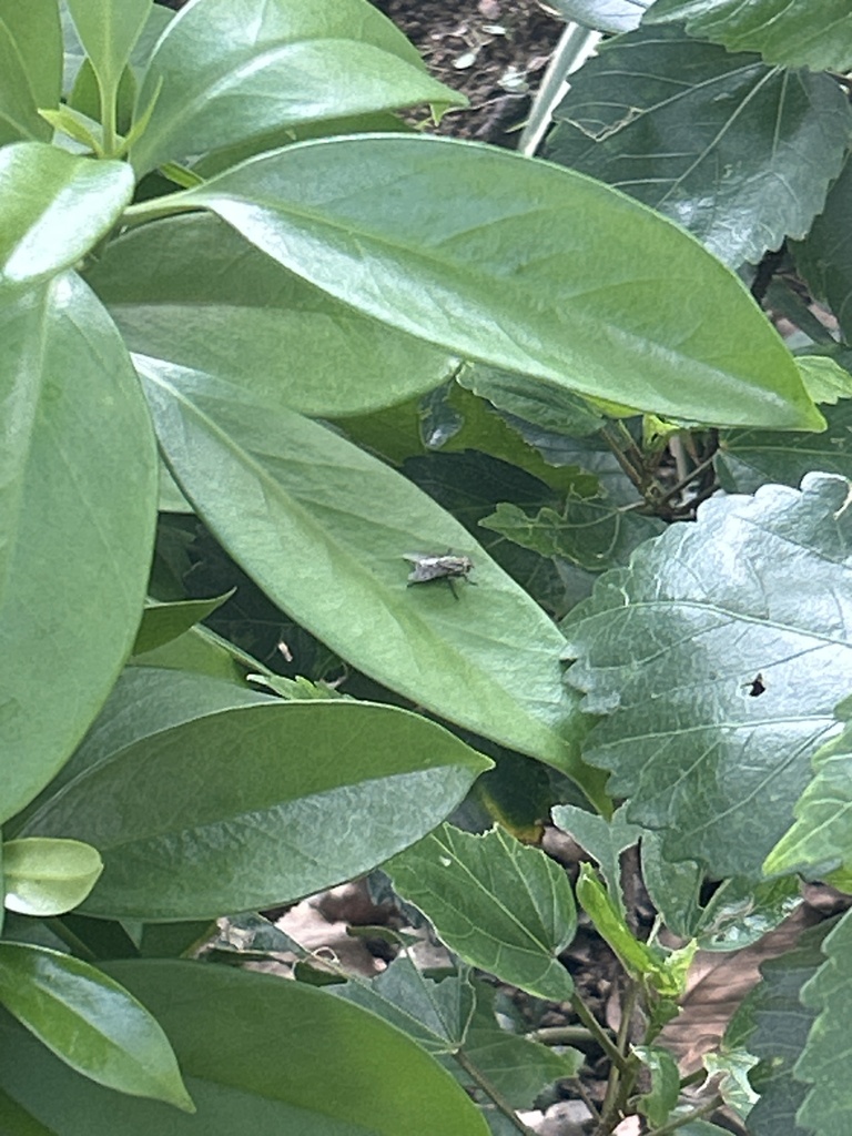 Fly Pirates from Sha Tin Park Elderly Fitness Corner, 沙田, 新界, HK on ...