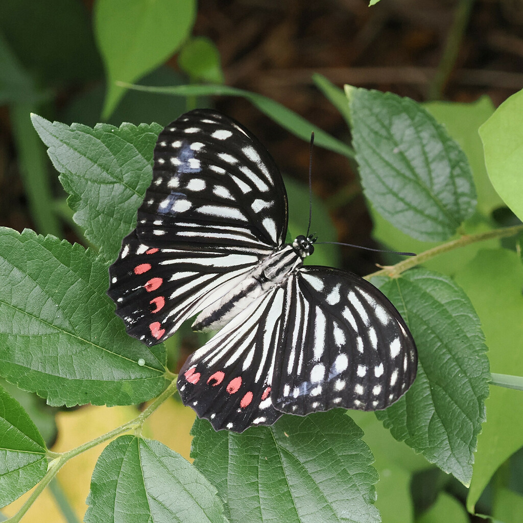 Hestina assimilis assimilis from Yata, Mishima, Shizuoka 411-0801 ...