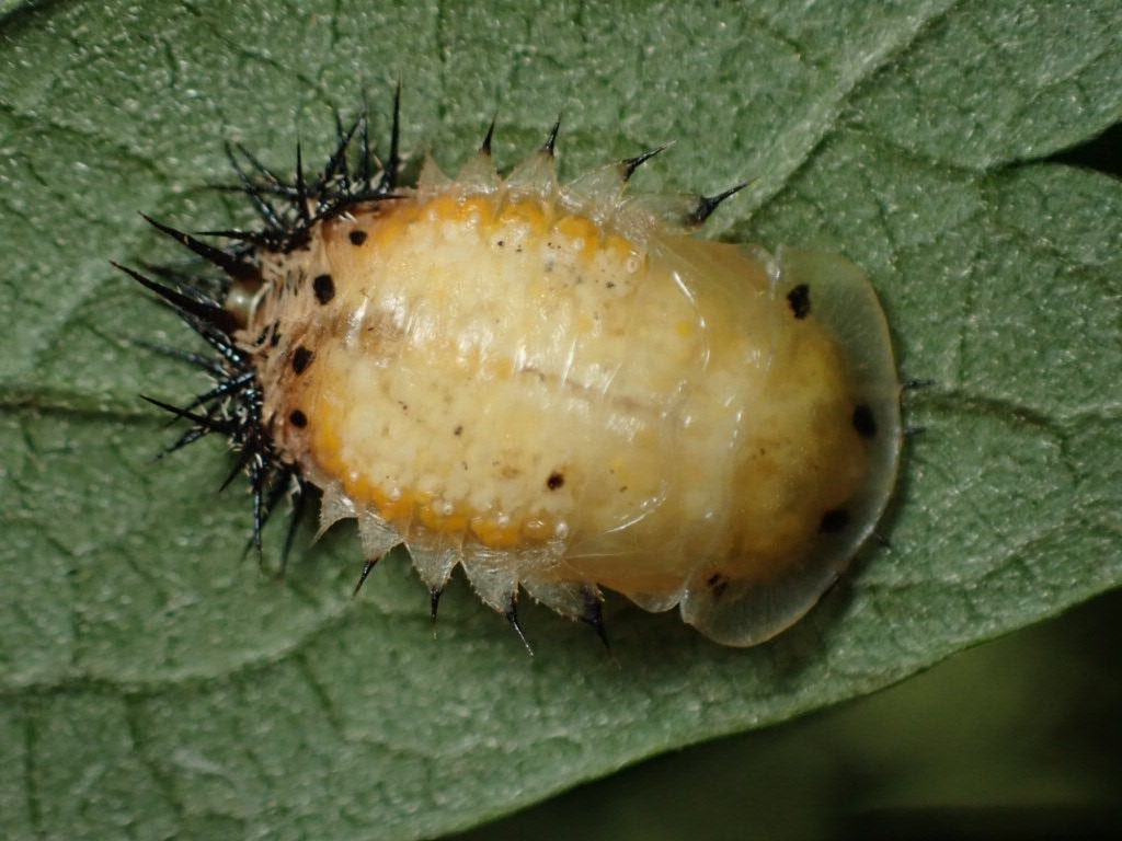 Asian Spotted Tortoise Beetle from 寶藏巖台北國際藝術村 on July 14, 2023 at 09:11 ...
