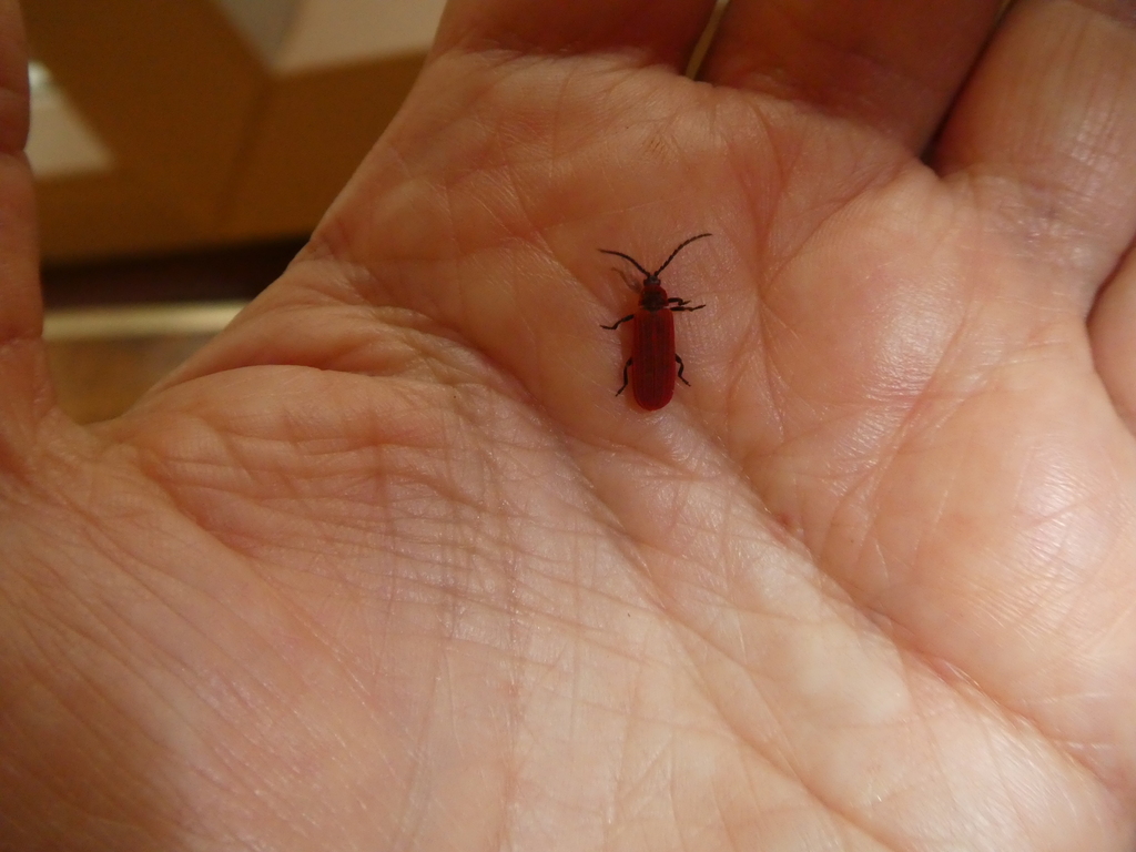 Golden Net-winged Beetle from Североуральск, Свердловская обл., Россия ...