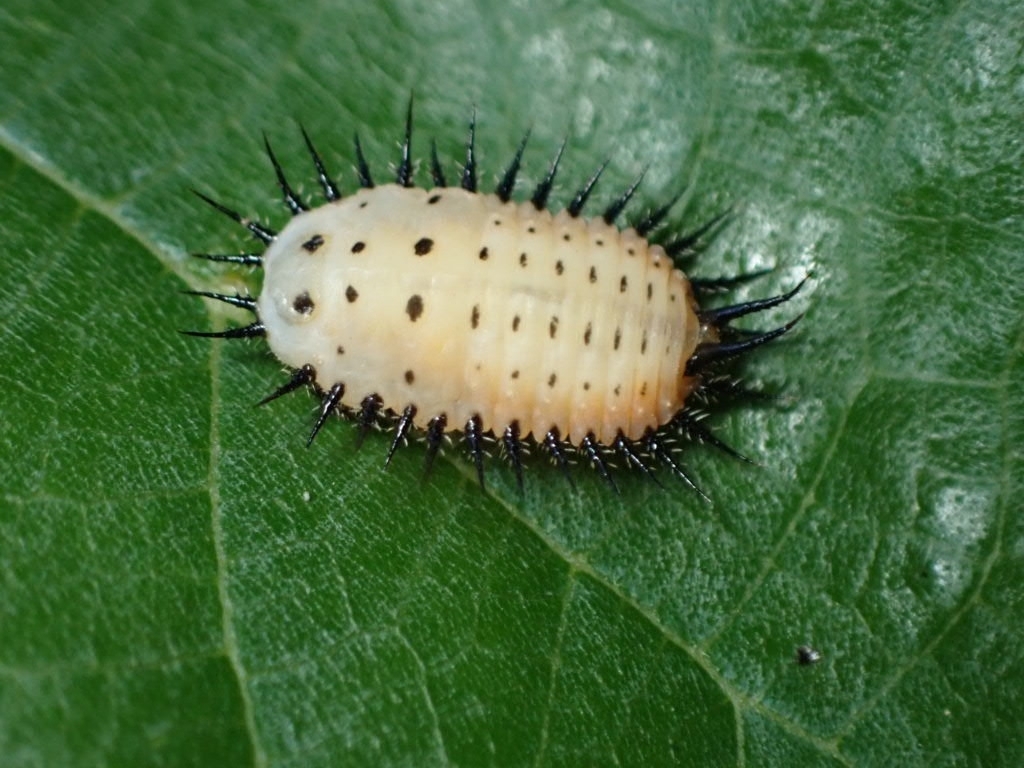 Asian Spotted Tortoise Beetle from 寶藏巖台北國際藝術村 on July 14, 2023 at 09:09 ...