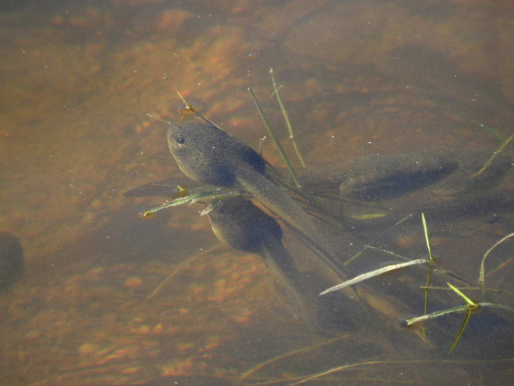 American Bullfrog from Sawmill Pond, California 96150 on July 12, 2023 ...