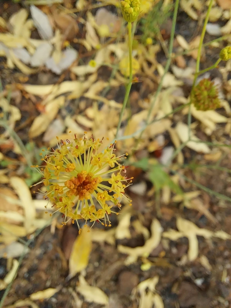 Trachymene microcephala from Litchfield Park NT 0822, Australia on July ...