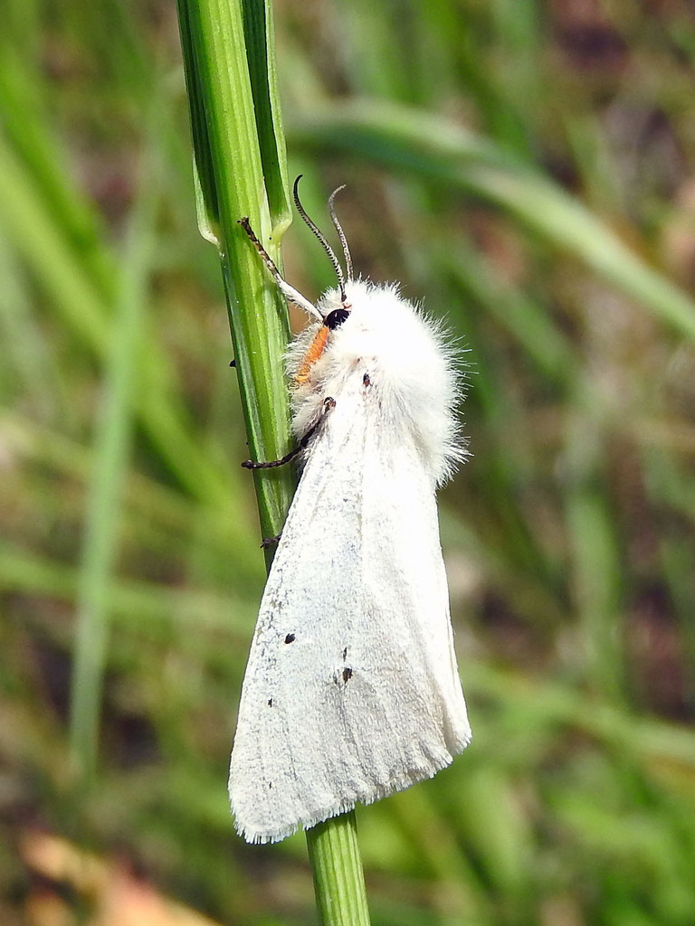 Water Ermine from г. Екатеринбург, Свердловская обл., Россия on July 5 ...
