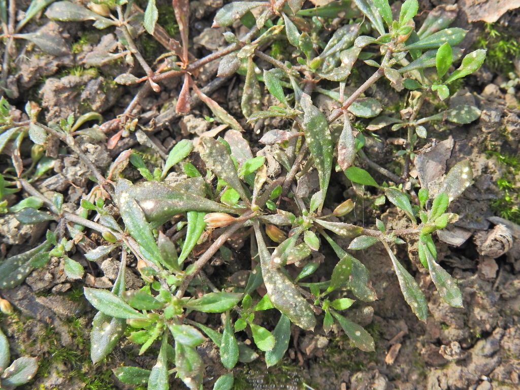 Slender Carpet-weed from Yengarie QLD 4650, Australia on July 14, 2023 ...