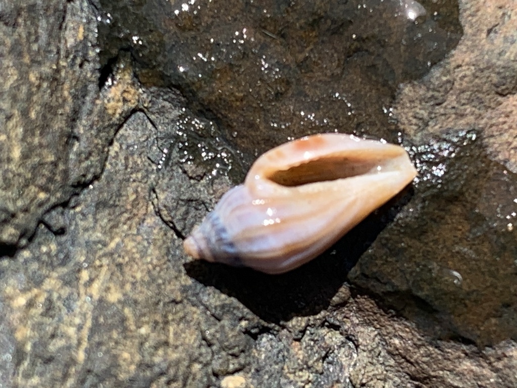 Eucithara arenivaga from Cooktown, QLD, AU on July 14, 2023 at 11:01 AM by urungaroger · iNaturalist