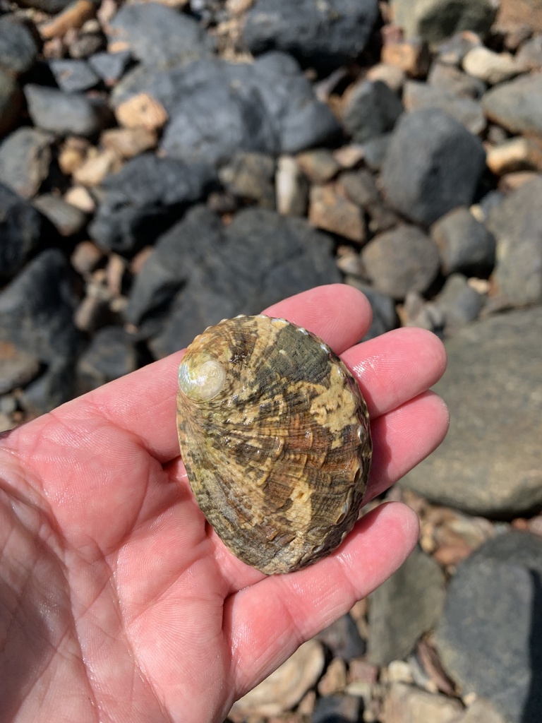 Variable abalone from South Pacific Ocean, Cooktown, QLD, AU on July 14 ...