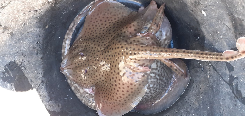 Spotted Skate on February 16, 2022 at 10:33 AM by Pedro Monteiro ...