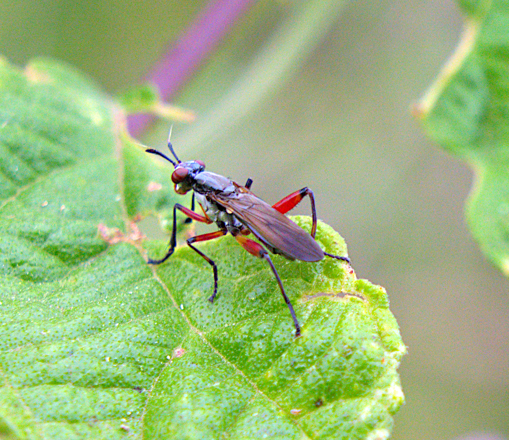 Snail-killing Flies from Muthanallur Lake, Bommasandra, Karnataka on ...