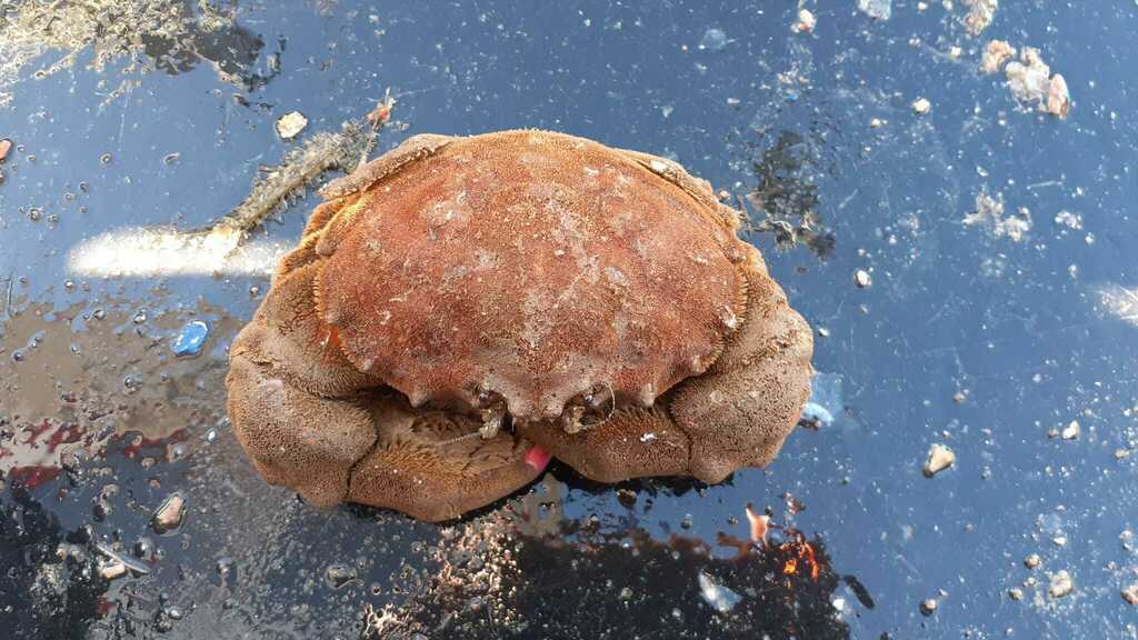 Sponge Crab by Pedro Monteiro · iNaturalist