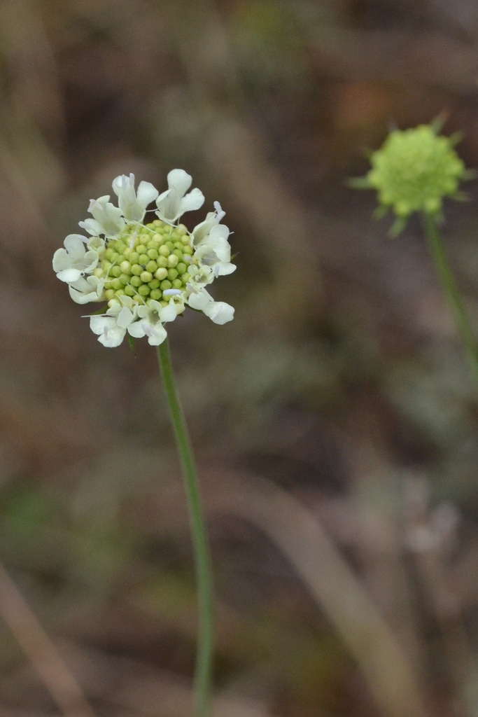 Cream Scabious from 293 01 Mladá Boleslav, Česko on July 10, 2023 at 05 ...