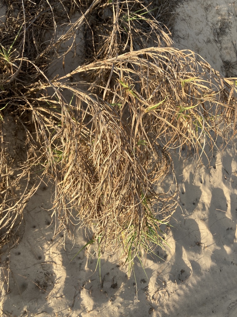 seashore dropseed from Casuraina Coastal Reserve, Tiwi, NT, AU on July ...