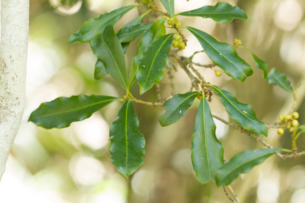 Colicwood from Monsildale QLD 4515, Australia on November 12, 2022 at ...