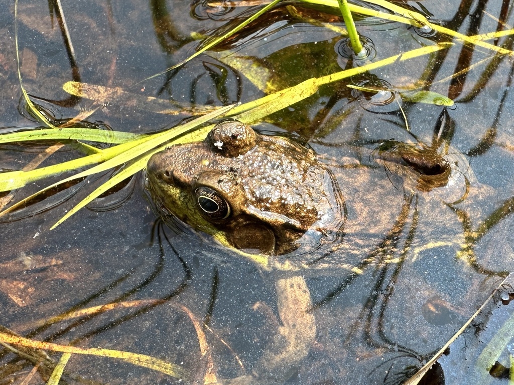 Mink Frog from Superior National Forest, Aurora, MN, US on July 13 ...
