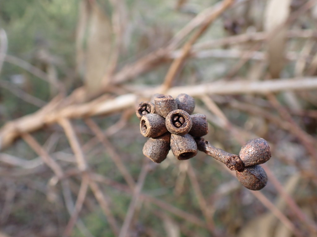 eucalyptus from Staughton Vale VIC 3340, Australia on May 28, 2023 at ...