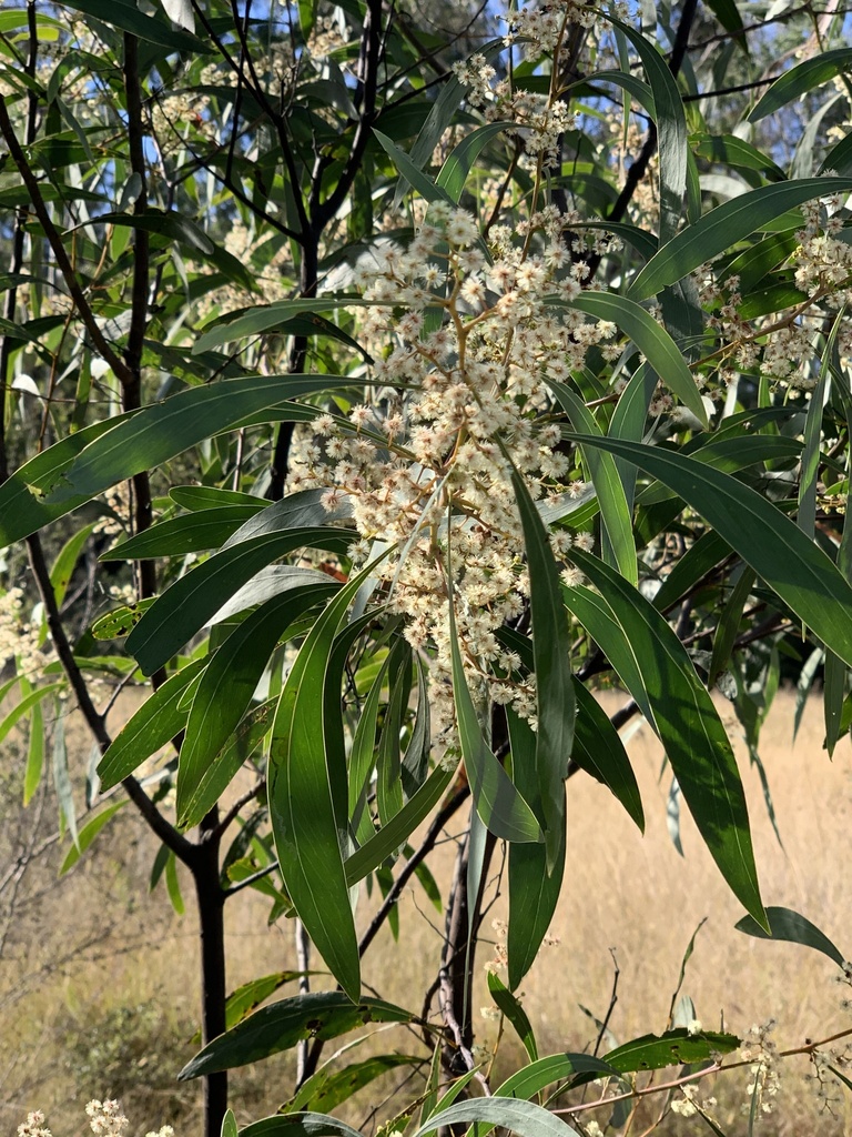 sickle wattle from Boronia Rd, North St Marys, NSW, AU on May 20, 2023 ...
