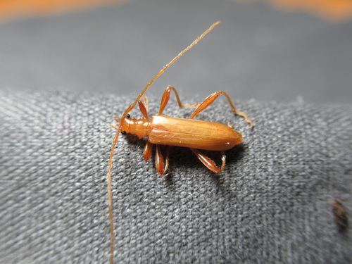 Genus Votum · iNaturalist