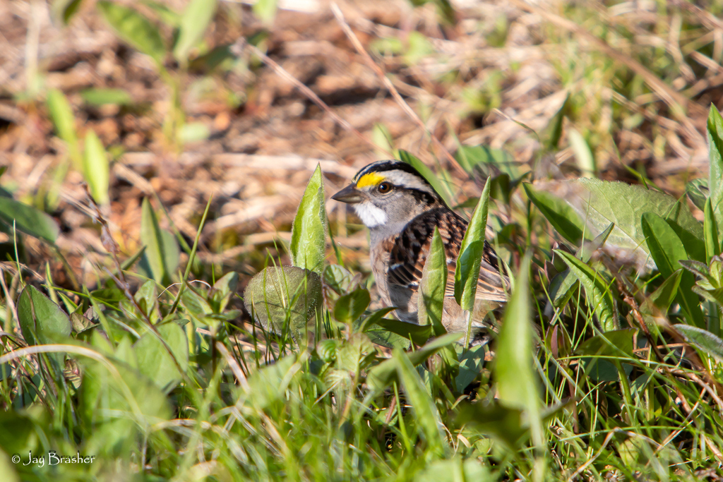White Throated Sparrow From Isle Royale Np Wood Lake Keweenaw County