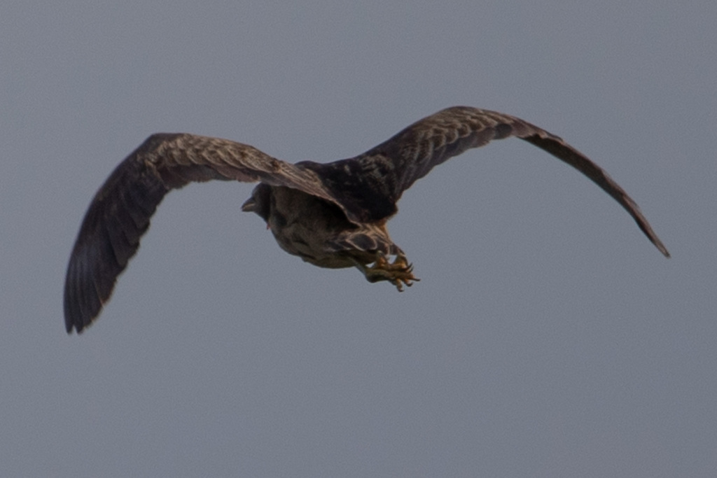 Australasian Bittern from Wye SA 5291, Australia on July 13, 2023 at 02 ...