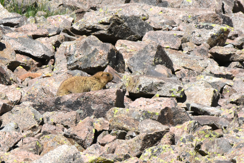 Western Grey Marmot from Карасайский район, Казахстан on July 13, 2023 ...
