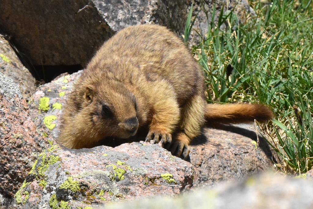 Western Grey Marmot from Карасайский район, Казахстан on July 13, 2023 ...