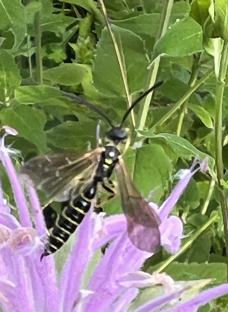 New World Banded Thynnid Wasps from Springer St, Middlesex Centre, ON ...
