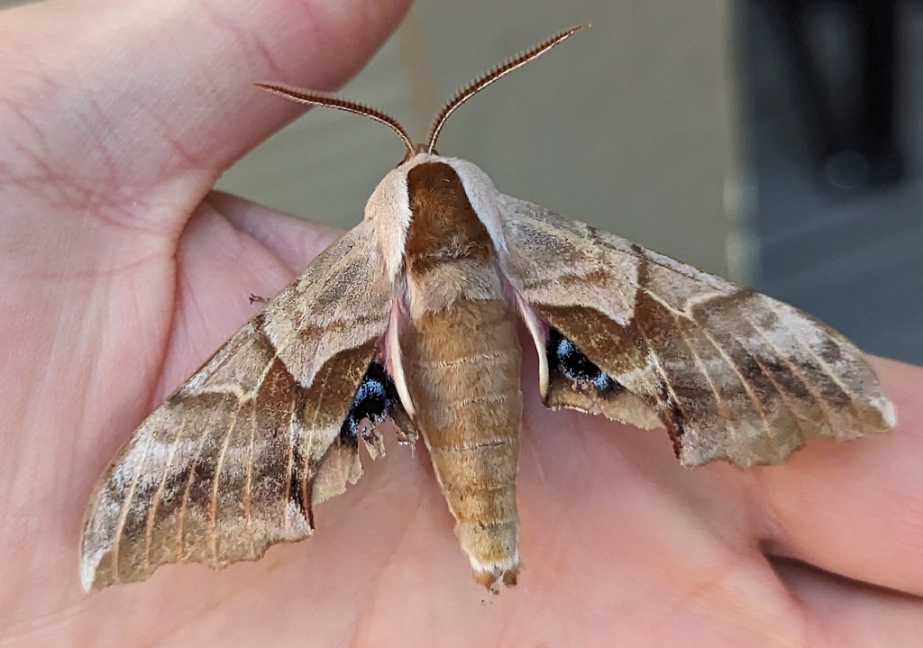 Southwestern Eyed Sphinx from West Spokane, Spokane, WA, USA on July 14 ...