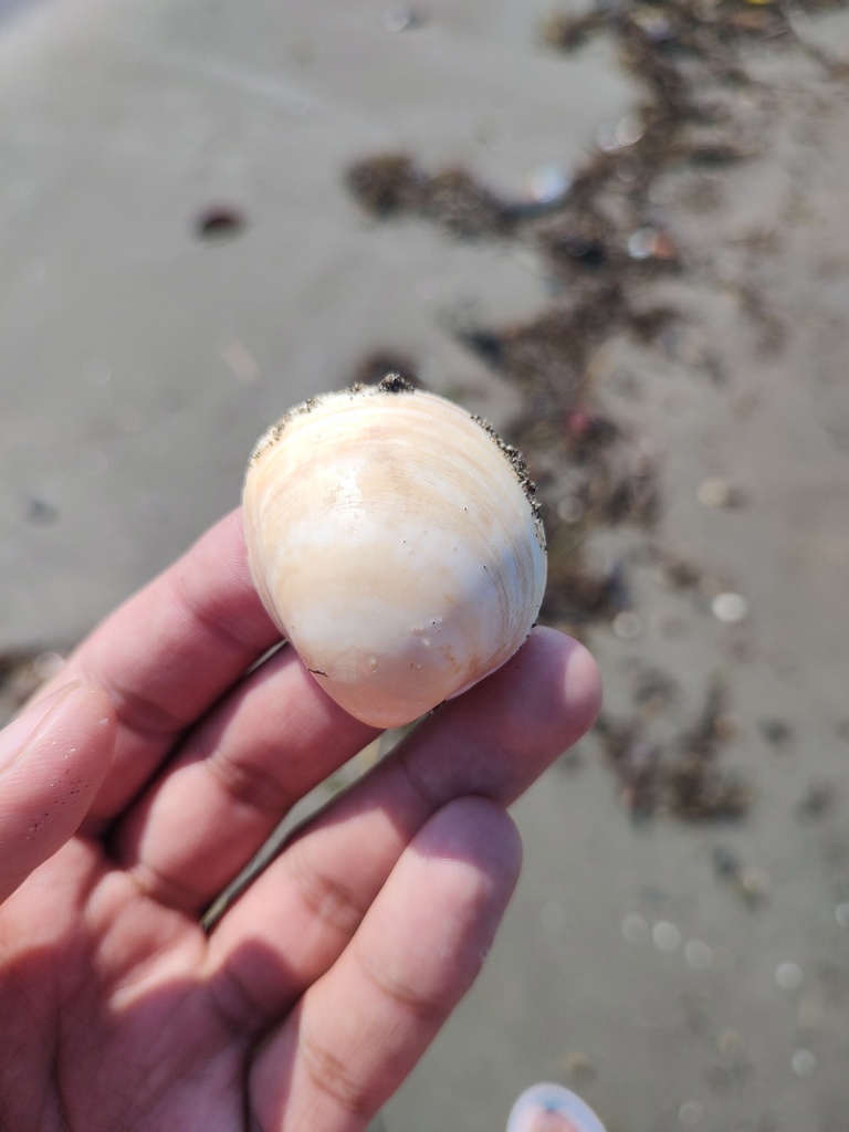 Egg Cockles from Tecolutla, Veracruz, Mexico on May 17, 2023 at 09:21 ...