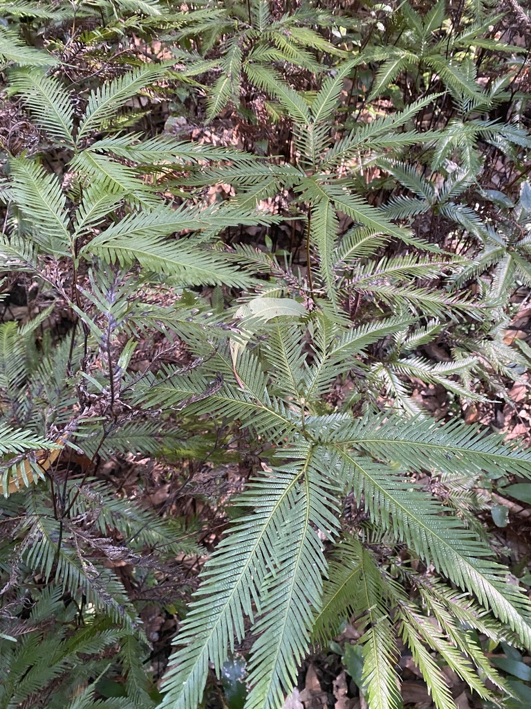 Shiny fan fern in July 2023 by Josh Magro · iNaturalist