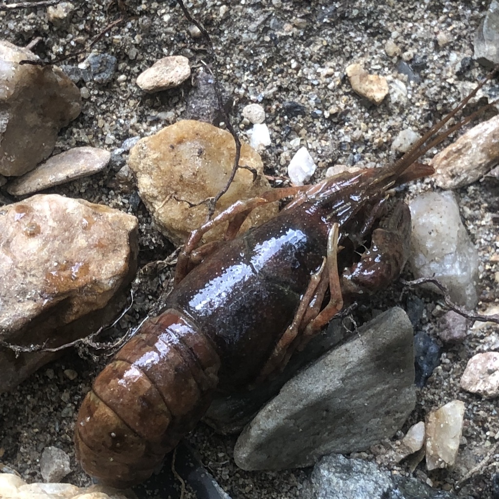 Faxonius from Pennsylvania Turnpike W, King Of Prussia, PA, US on July ...