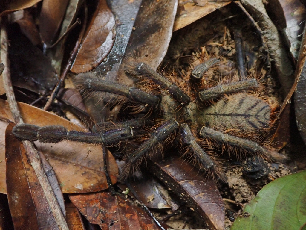 Malaysian Earth Tiger Tarantula in June 2023 by Ramzie Rosli · iNaturalist