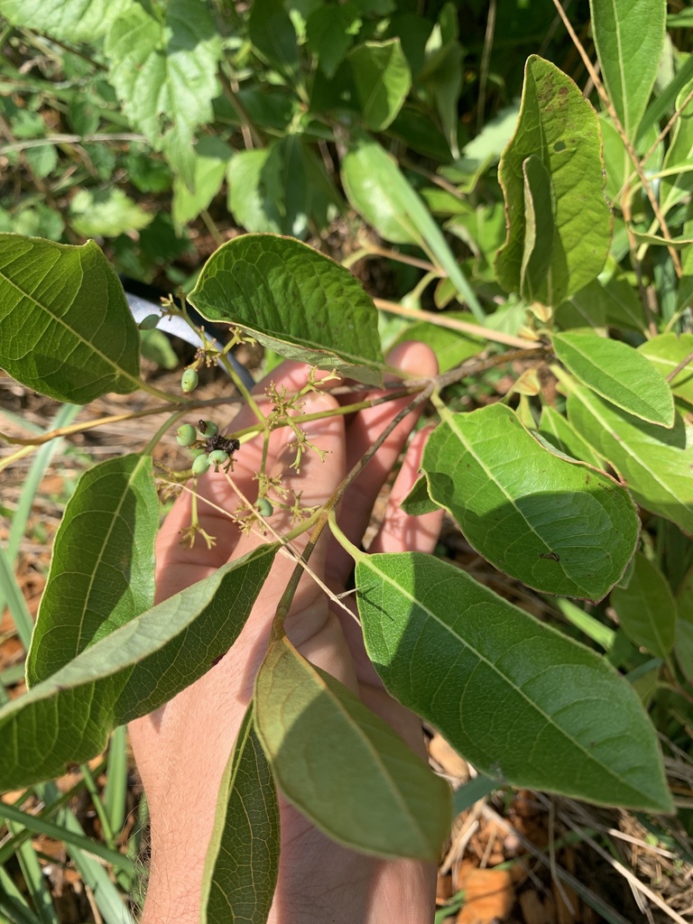southern wild raisin from S Smithfield Rd, Wendell, NC, US on July 14 ...