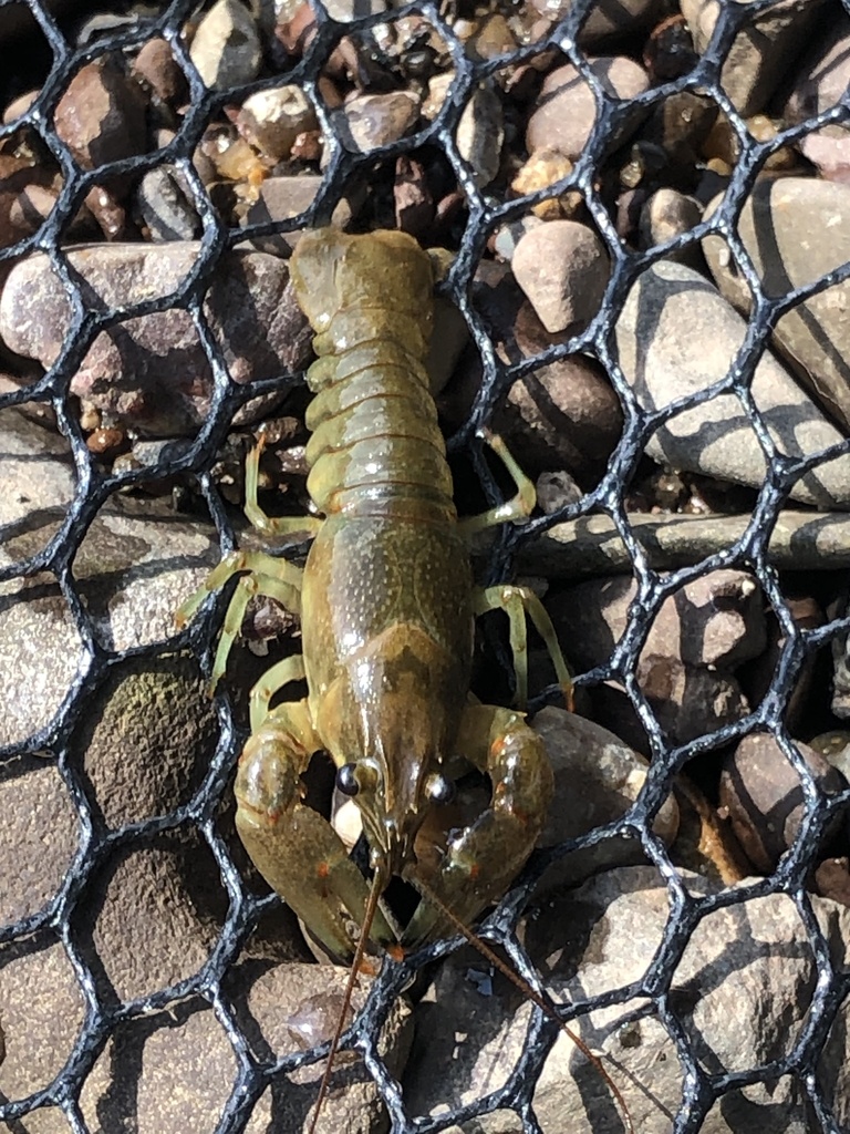 Rusty Crayfish from Perkiomen Creek, Collegeville, PA, US on July 14 ...
