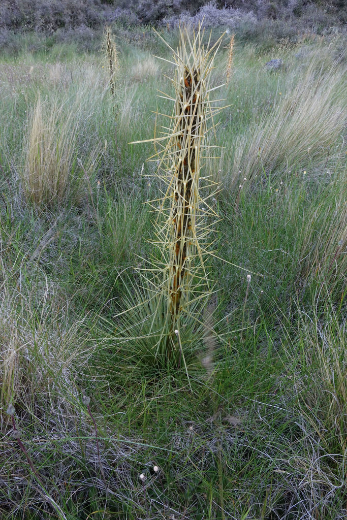 Aciphylla subflabellata in January 2019 by John Barkla. Occasional in ...