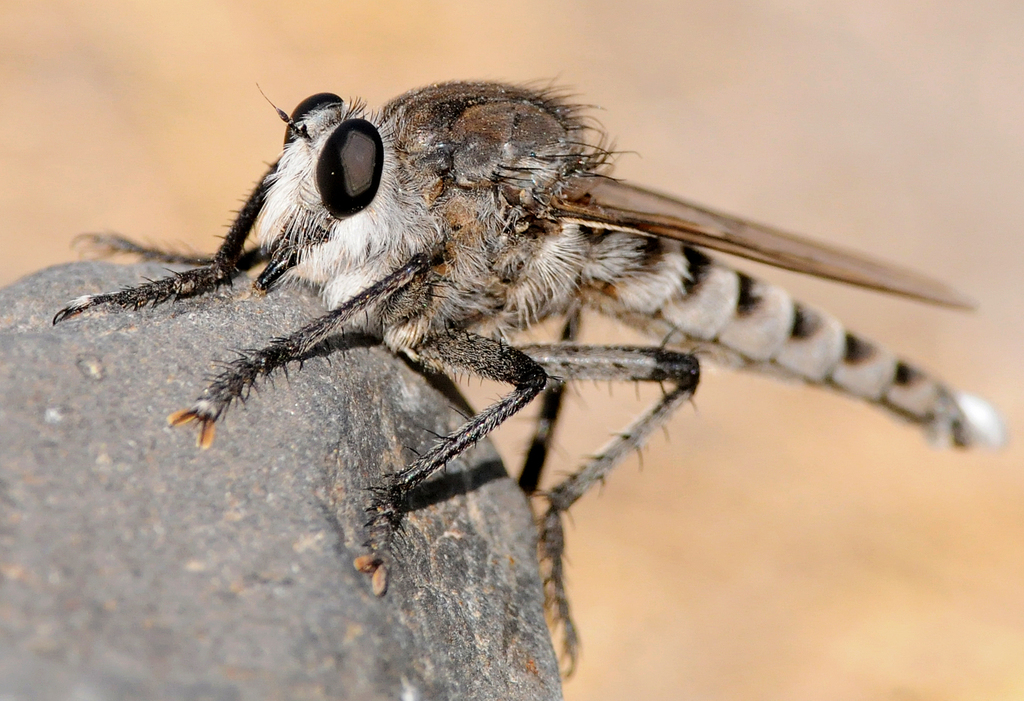 Promachus aldrichii from vantage, wa on August 23, 2009 by Steven ...