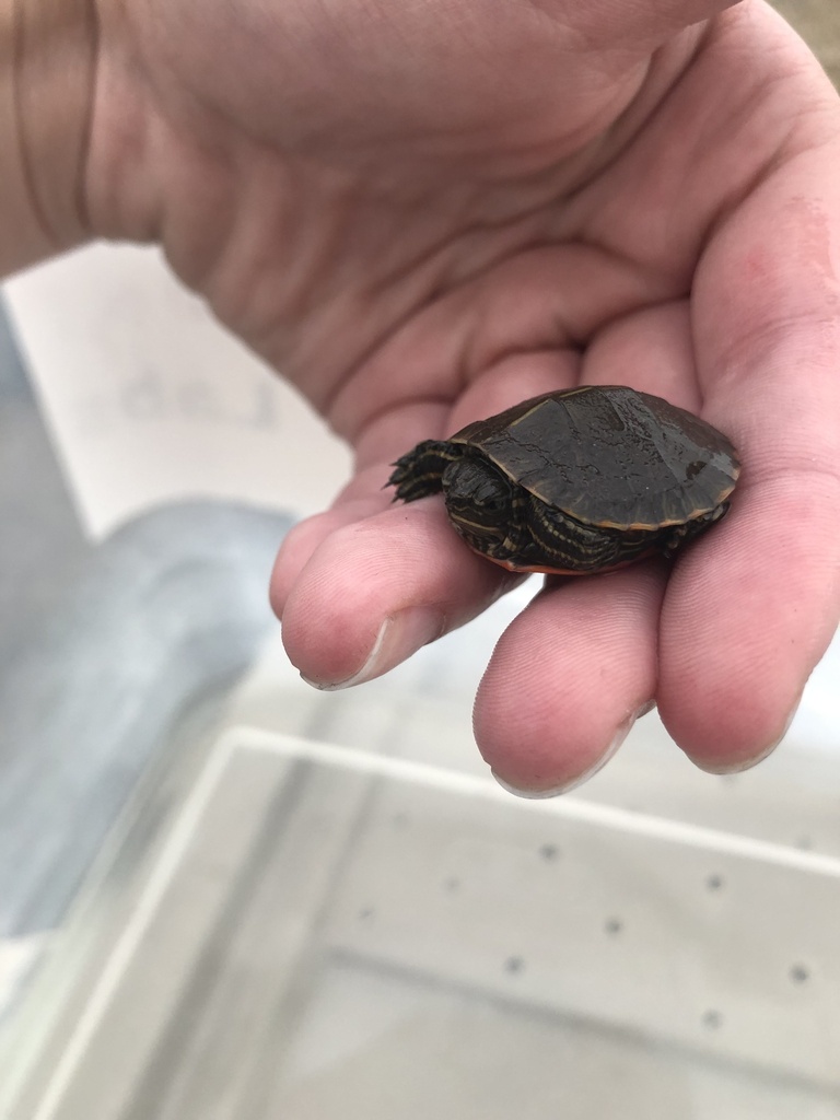 Painted Turtle from Fort Kearny State Park, Gibbon, NE, US on May 12 ...